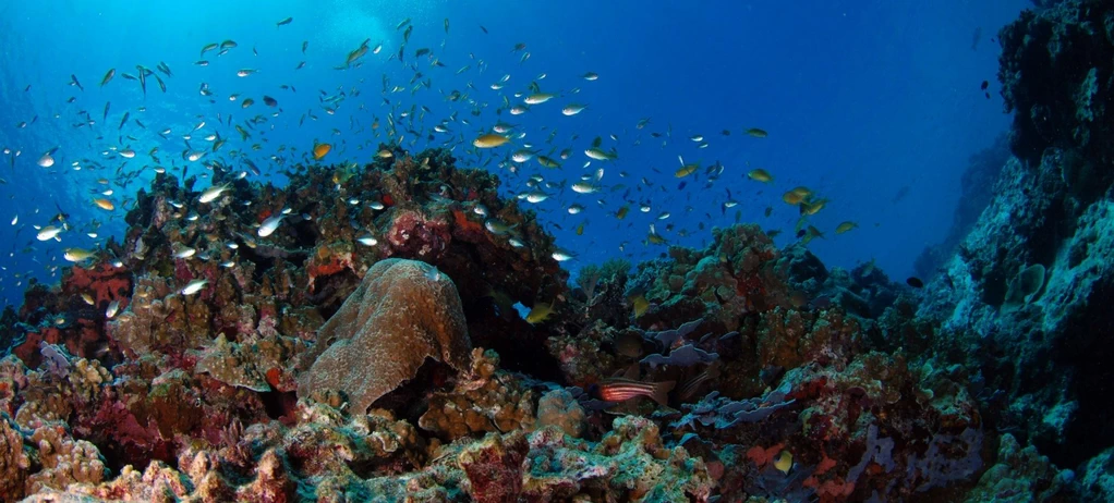 Scuba Diving Excursion In Marsa Alam | Marsa Alam Tours